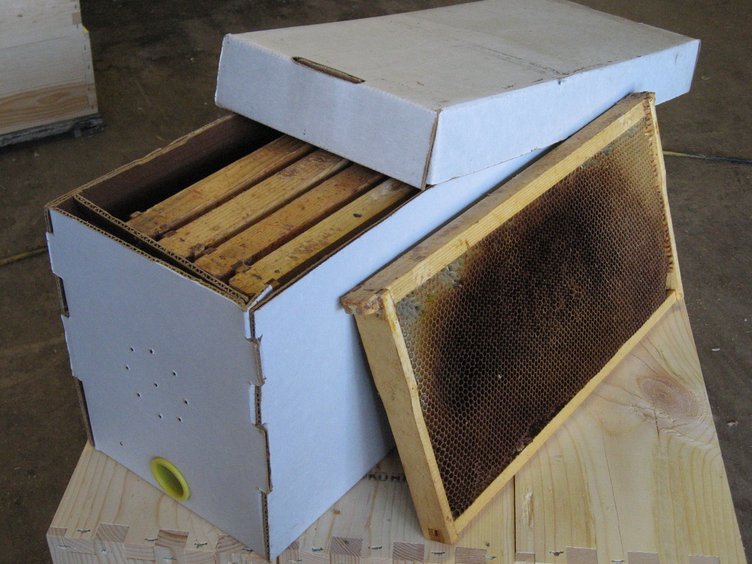 2025 Spring Nucs with Mated Queen Medium Frame Size $200, $40 down ...